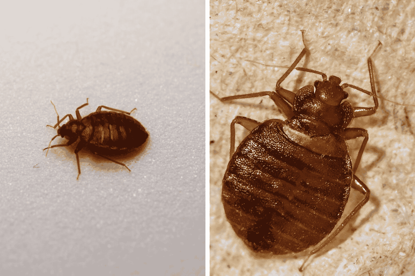 Insect Invasion: 5 Minnesota Cities Combatting Bed Bug Onslaught - Roy ...