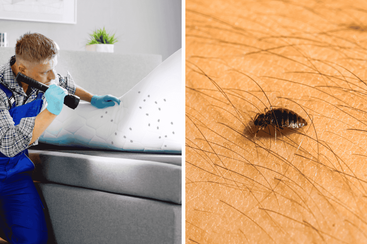 Insect Invasion: 5 Mississippi Cities Combatting Bed Bug Onslaught ...